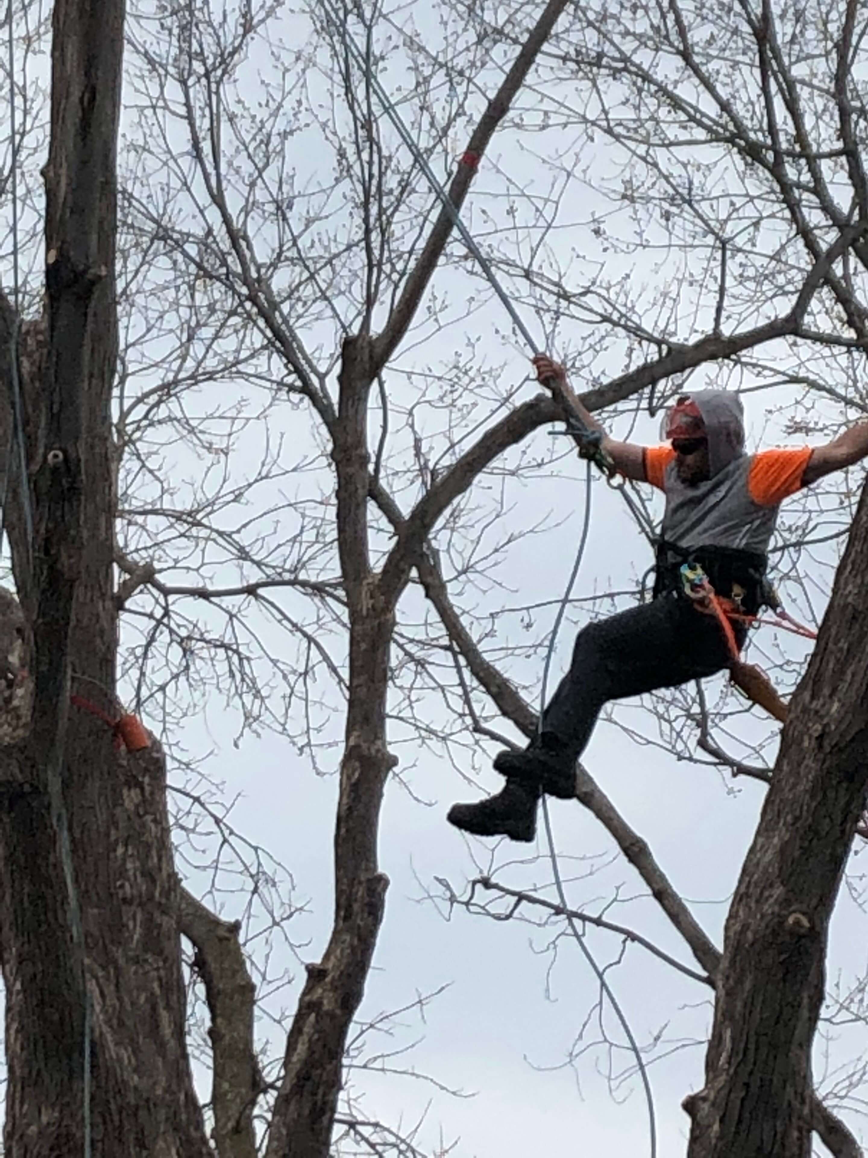 Urban Forestry tree climbing competition-2019 - Pembroke Campus